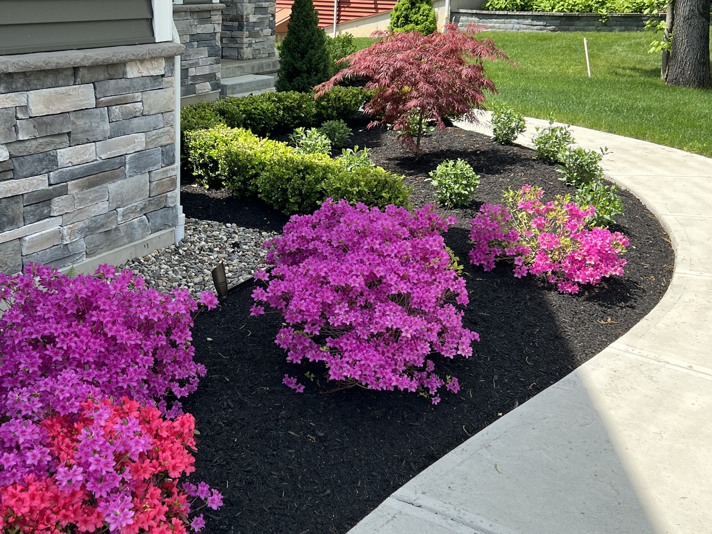 Trees & Shrubs - Blue Spruce Design